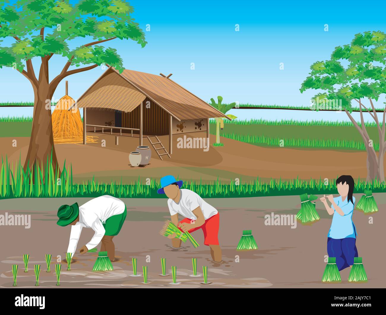 farmer transplant rice in paddy field vector design Stock Vector Image ...