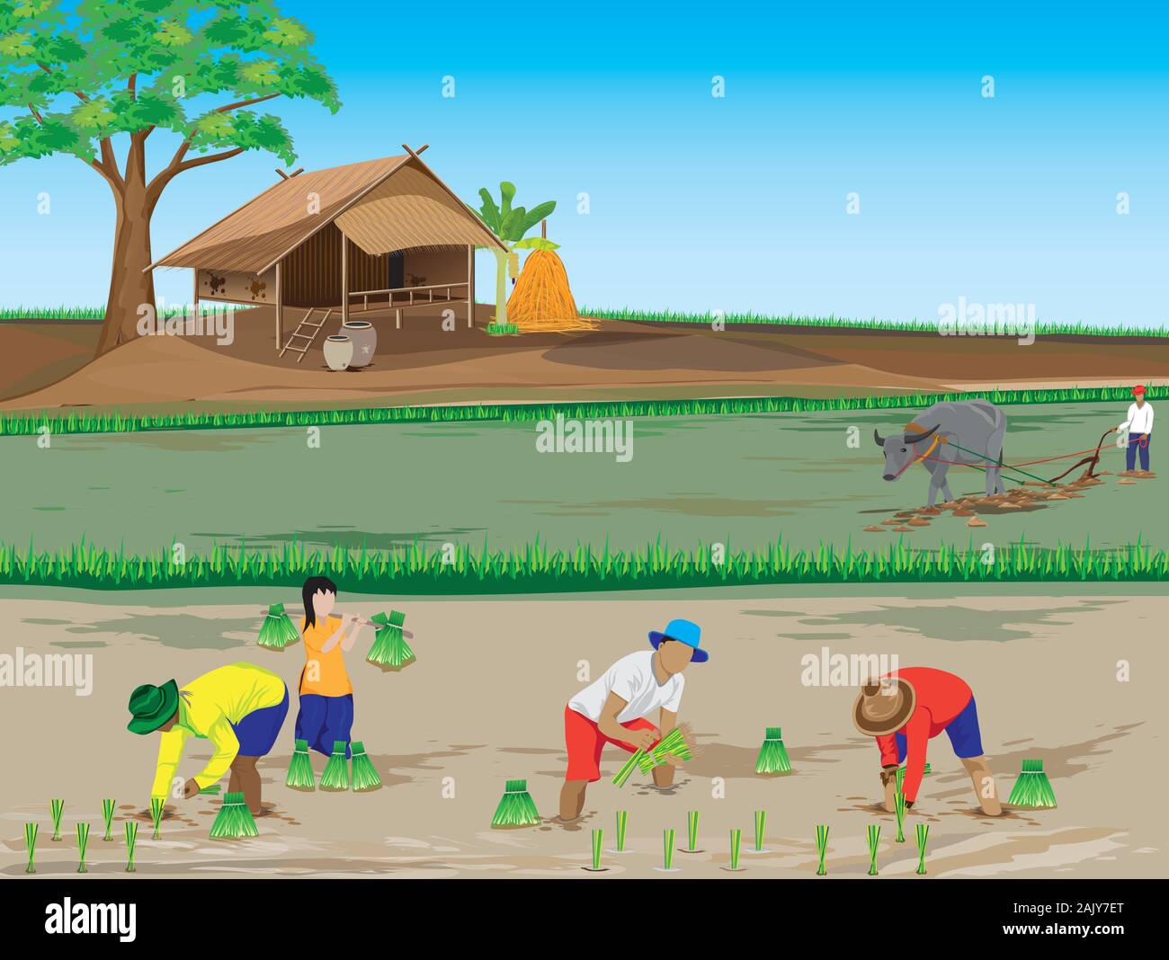 Rice paddy farmer Stock Vector Images - Alamy