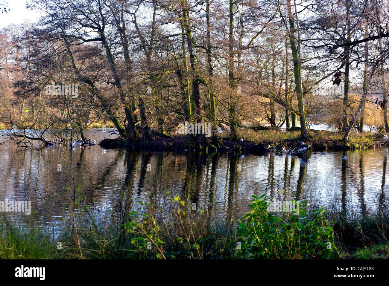Bird and wildlife habitat,Wollaton park,Nottingham,England,UK Stock ...