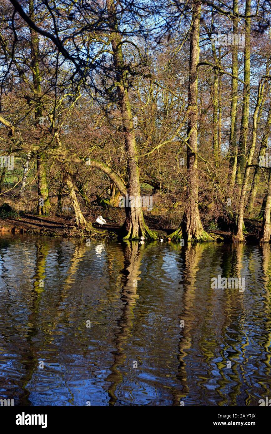 Bird and wildlife habitat,Wollaton park,Nottingham,England,UK Stock ...