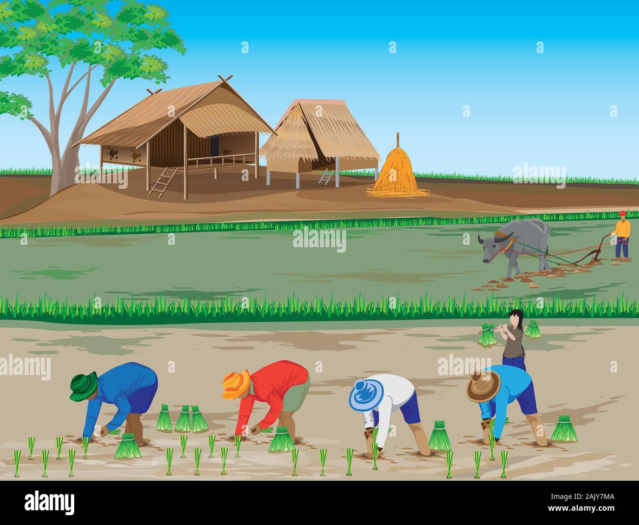 farmer transplant rice in paddy field vector design Stock Vector Image ...