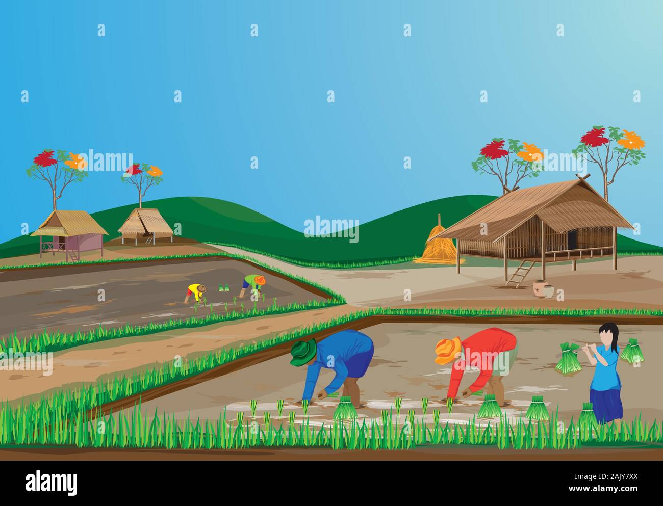 Man in rice field Stock Vector Images - Alamy