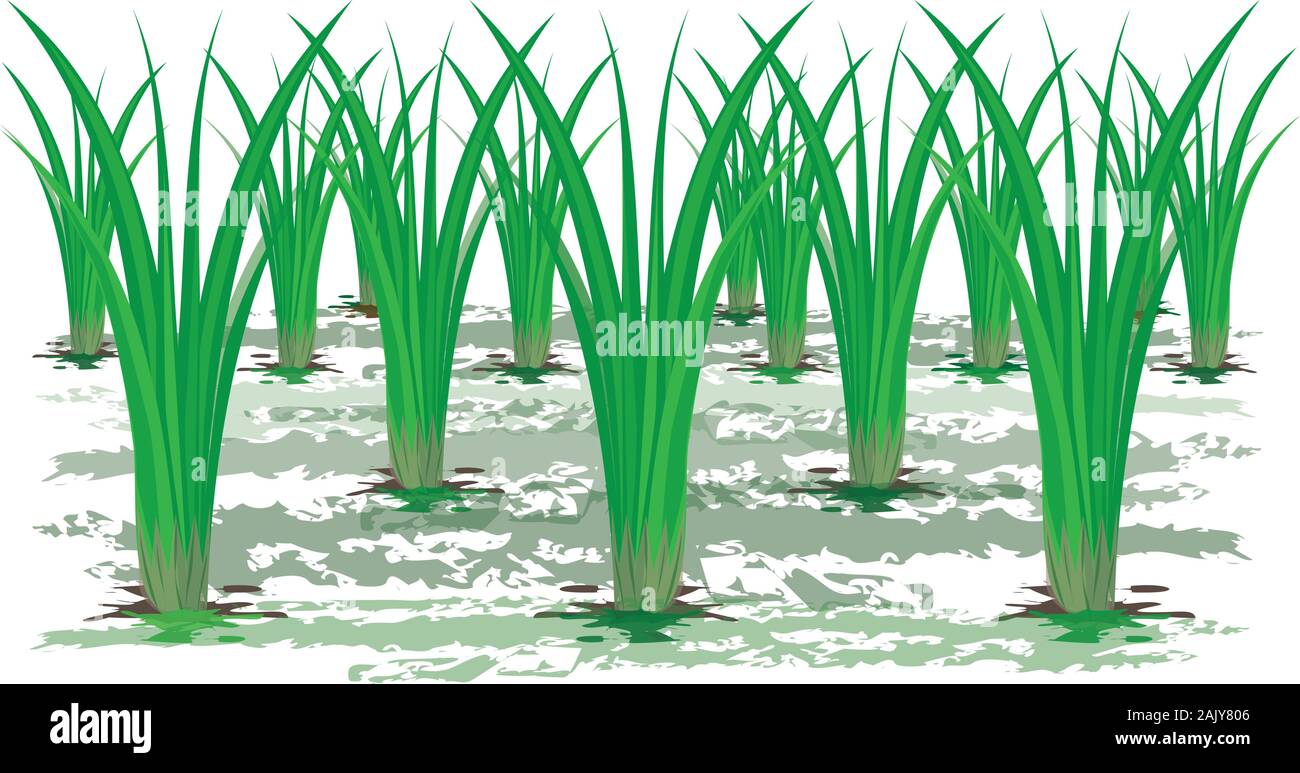 isolated rice plant vector design Stock Vector Image & Art - Alamy