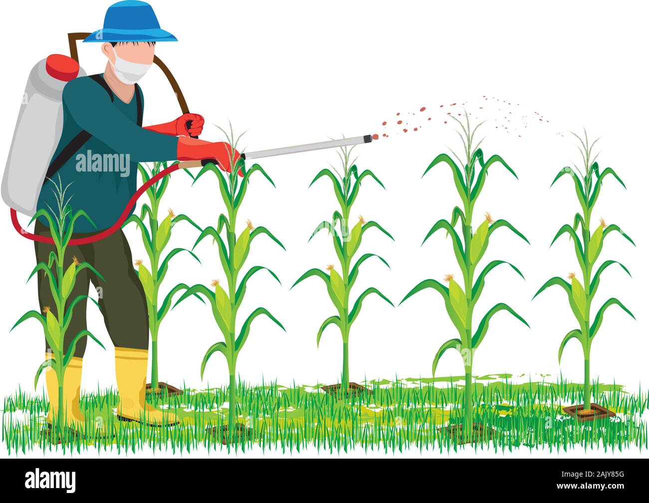 agriculturist spray manure into corn plant vector design Stock Vector ...