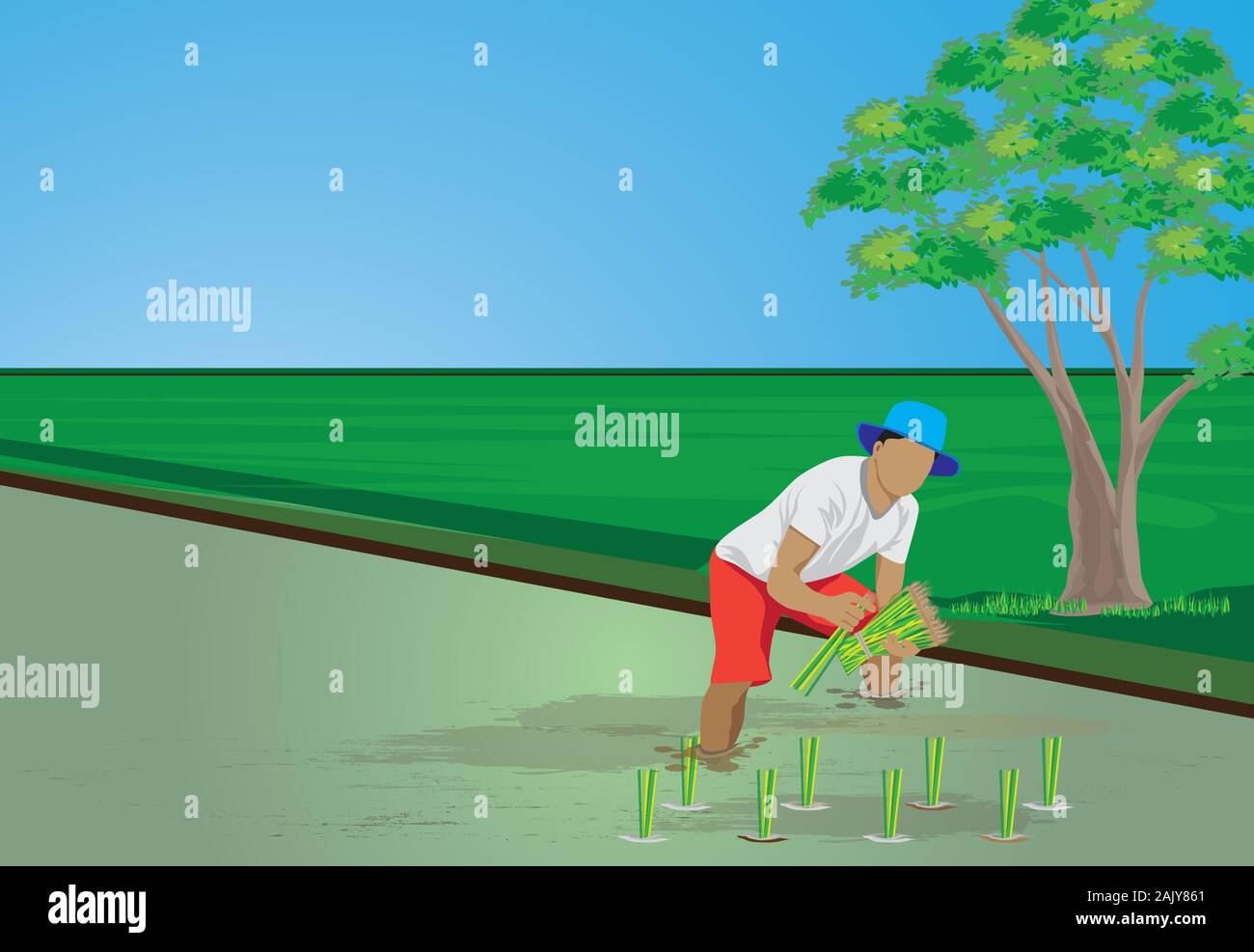 farmer transplant rice in paddy field vector design Stock Vector Image & Art - Alamy