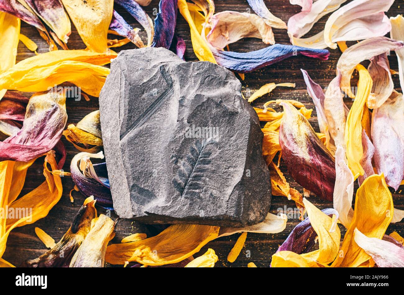 Stone with fossilized plant in the middle of bright colorful dry and ...