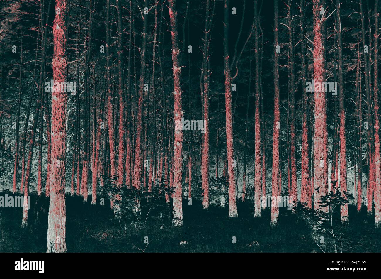 Pine trees in a forest. Vertical trunks. Abstract weird processing ...