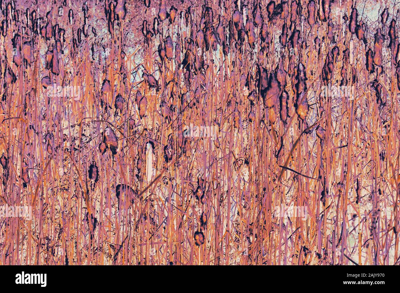 Field of fluffy cattails (typha). Abstract processing. Dark violet and ...