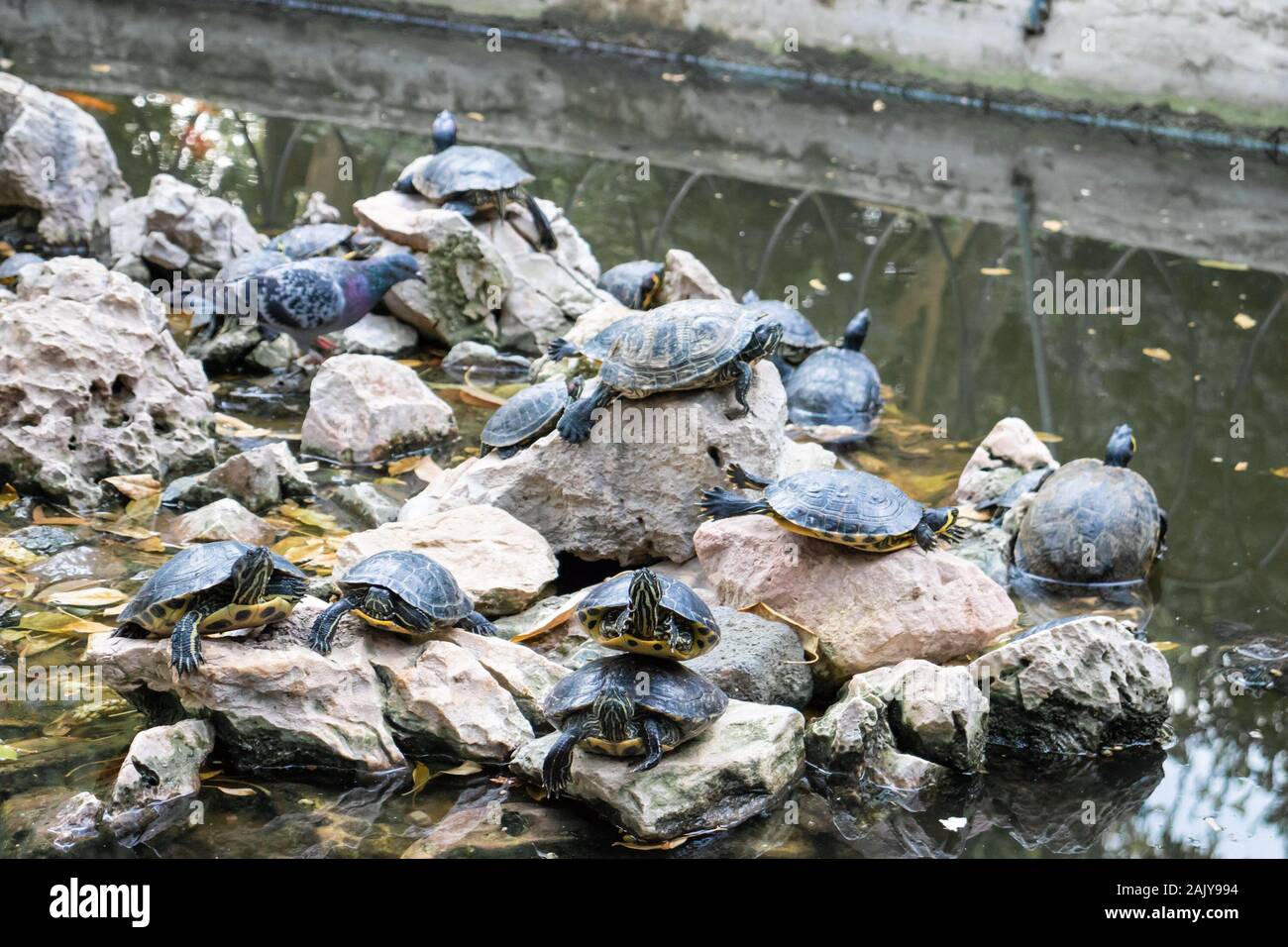 Turtle pond with many turtles in the park in Athens Greece Stock Photo ...