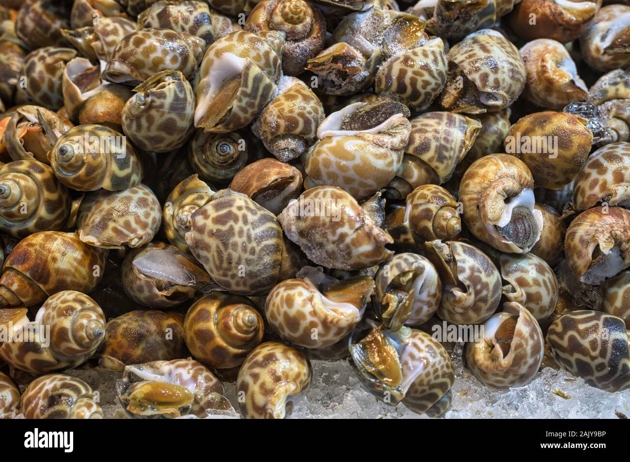 Sweet shellfish ( Spotted babylon ) at seafood market Stock Photo - Alamy
