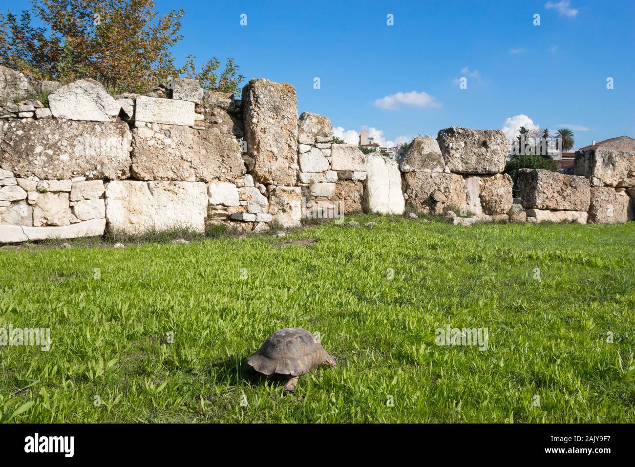 Turtle in Athens, Greece, on the sights of Acropolis monument on green ...