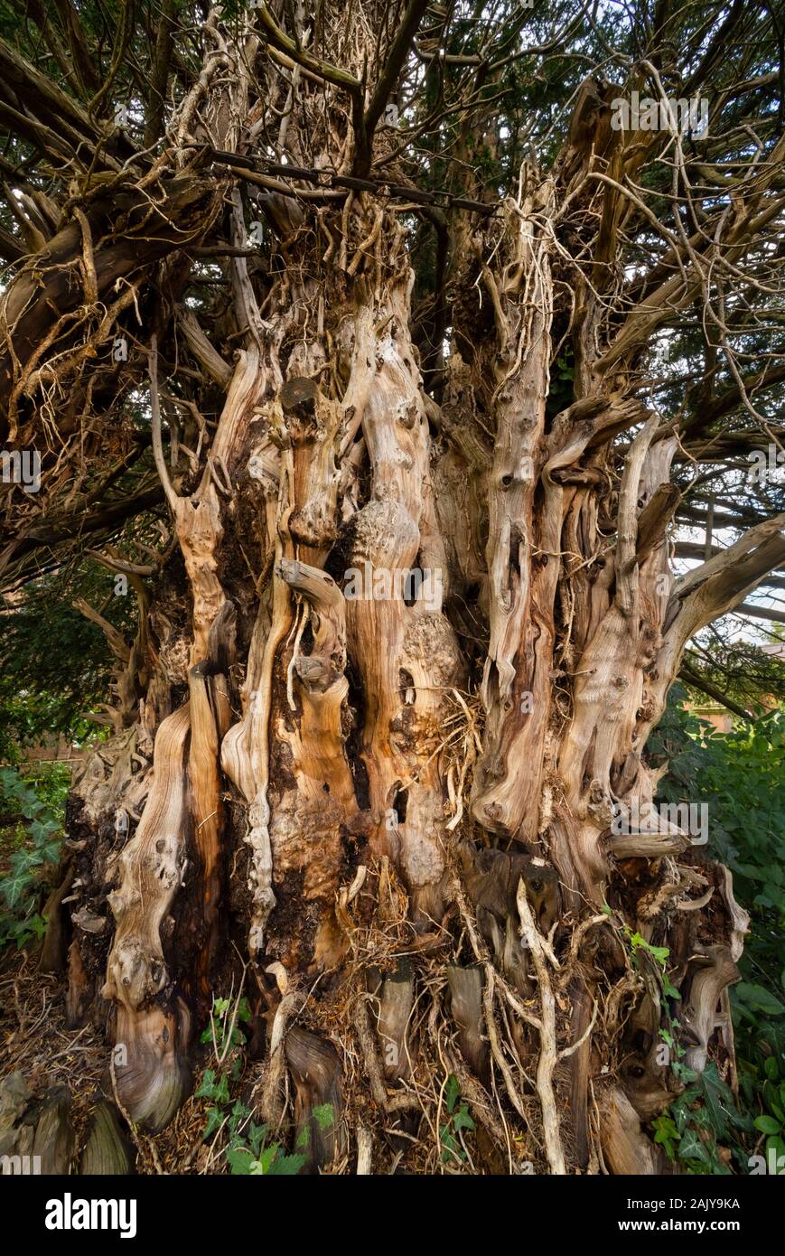 2500 year old yew tree in the churchyard at All Saints Church ...