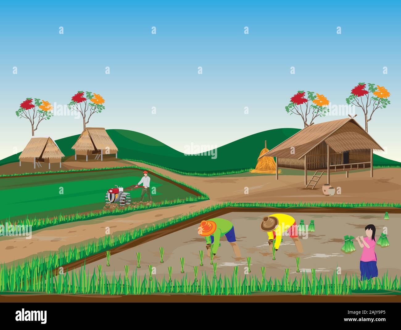 Man in rice field Stock Vector Images - Alamy