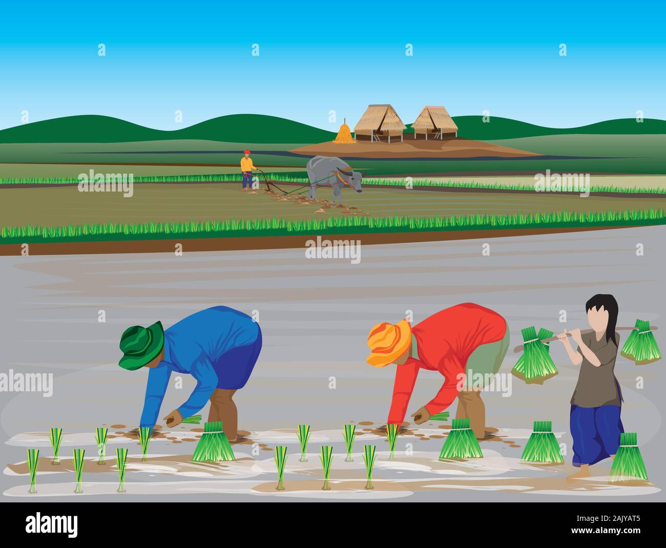 farmer transplant rice seeding in paddy field vector design Stock ...