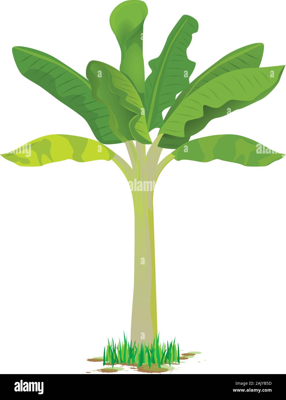 isolated banana plant vector design Stock Vector Image & Art - Alamy