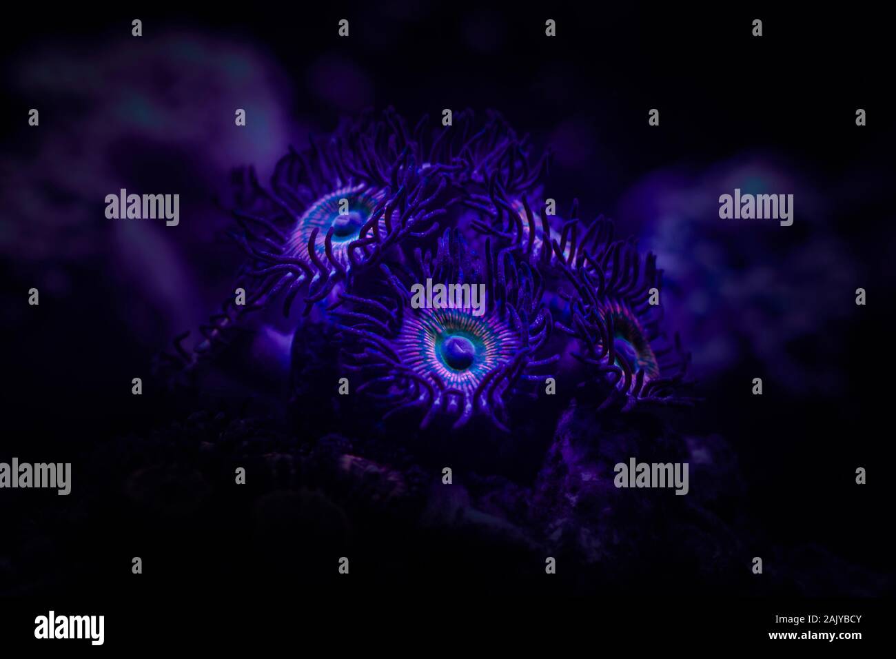 Purple polyps hi-res stock photography and images - Alamy