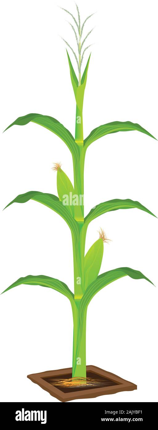 isolated corn plant vector design Stock Vector Image & Art - Alamy