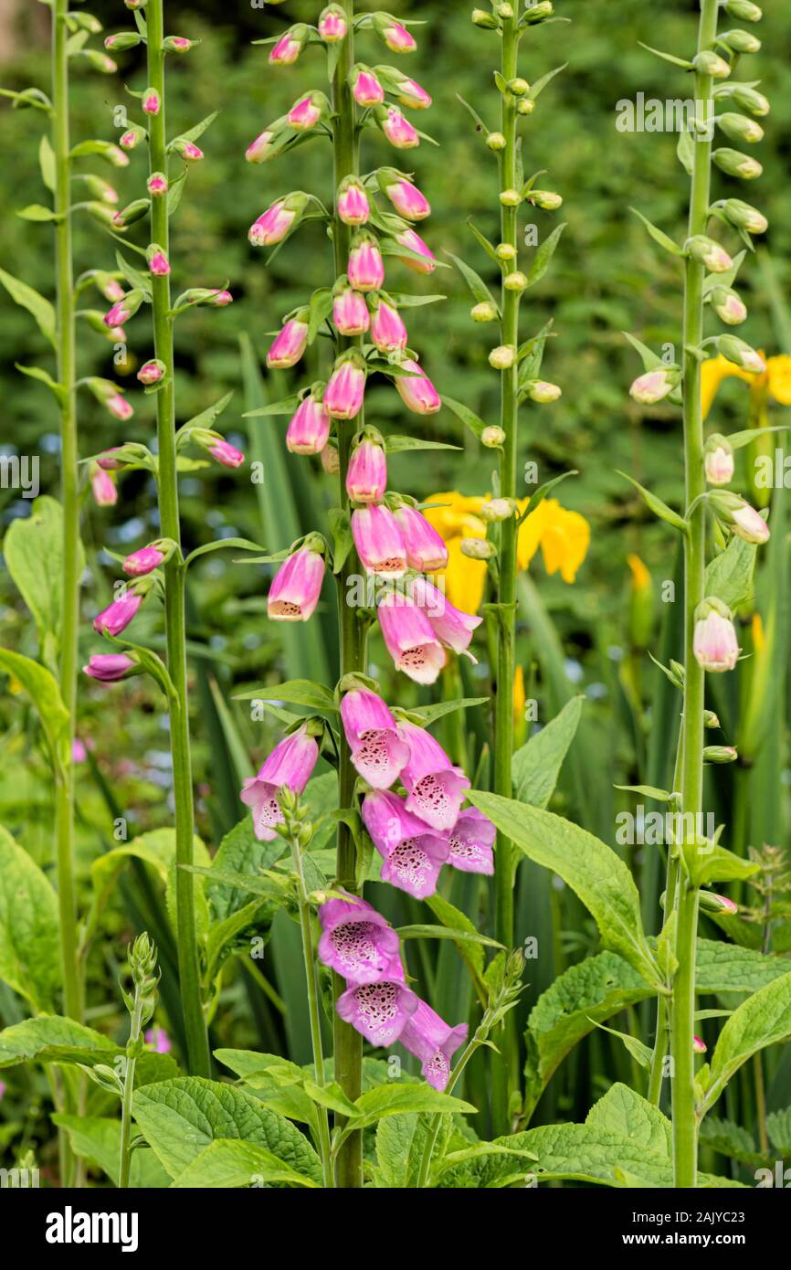 Common foxglove(Digitalis purpurea) growing in a Norfolk garden Stock ...