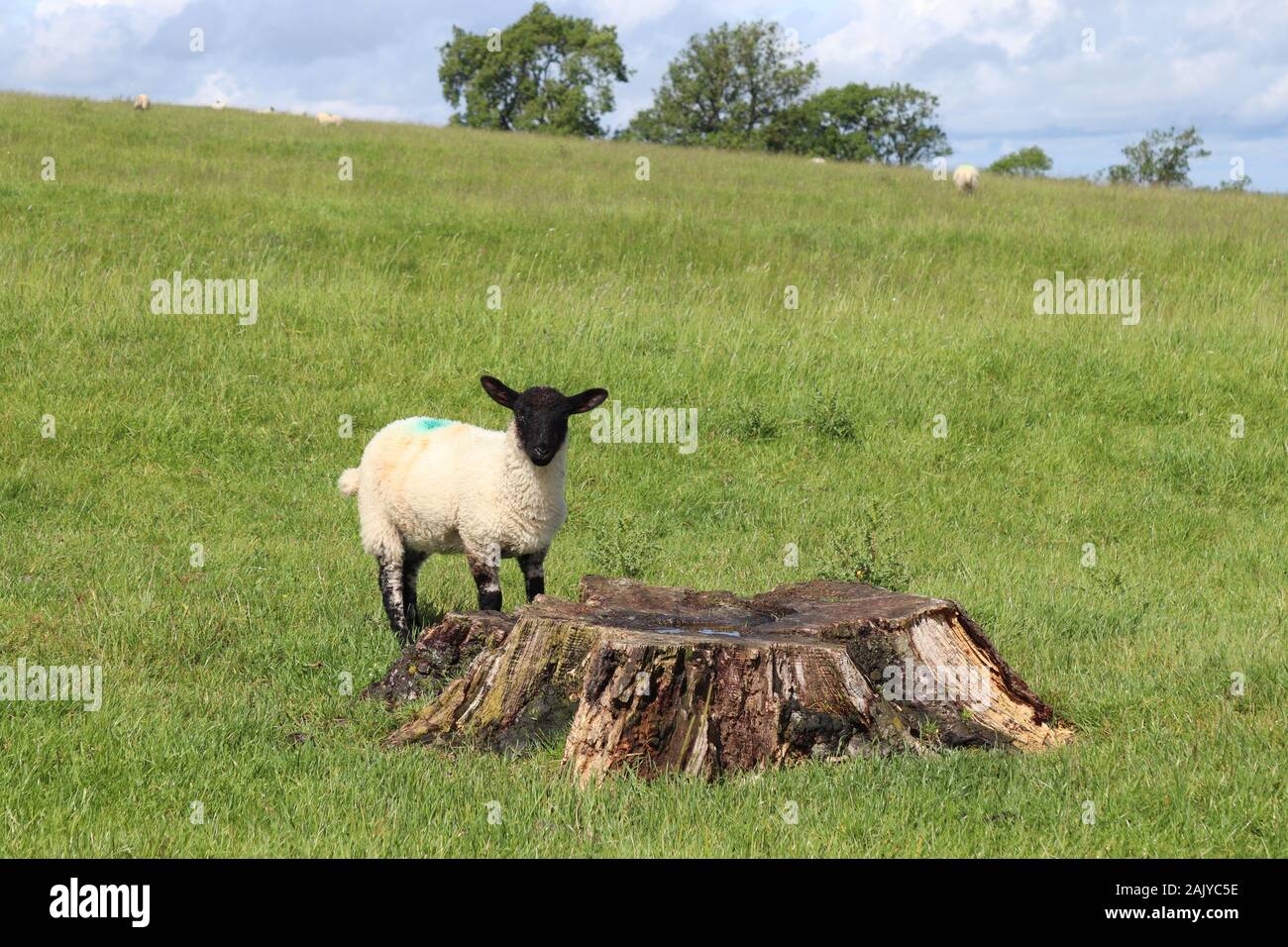 Black Face Lamb High Resolution Stock Photography and Images - Alamy
