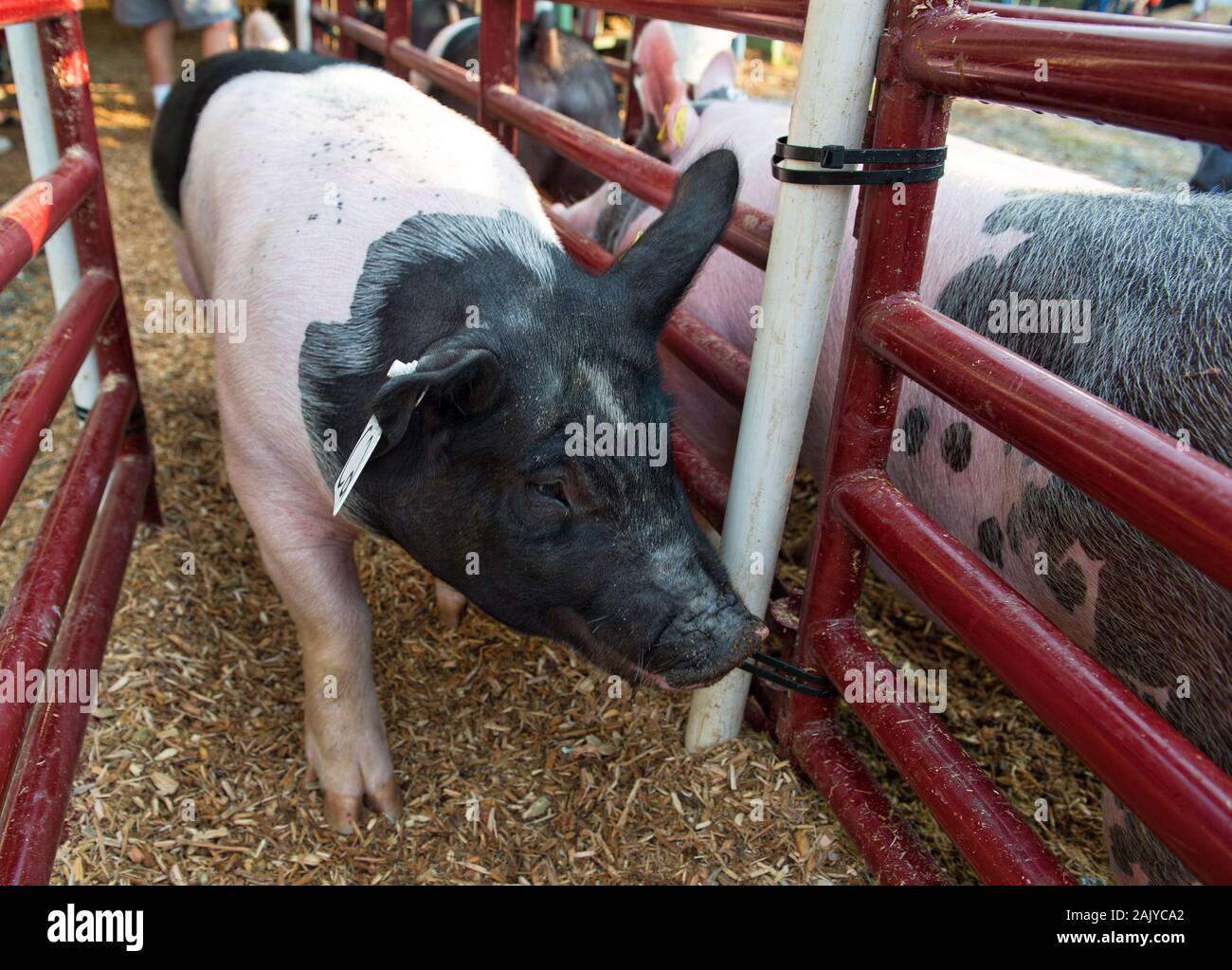 Pigs head into the show ring for judging at the 65th Annual Clarke ...