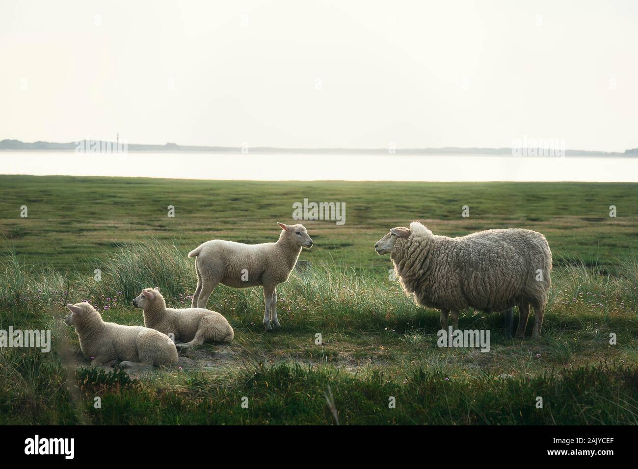 German sheep hi-res stock photography and images - Alamy