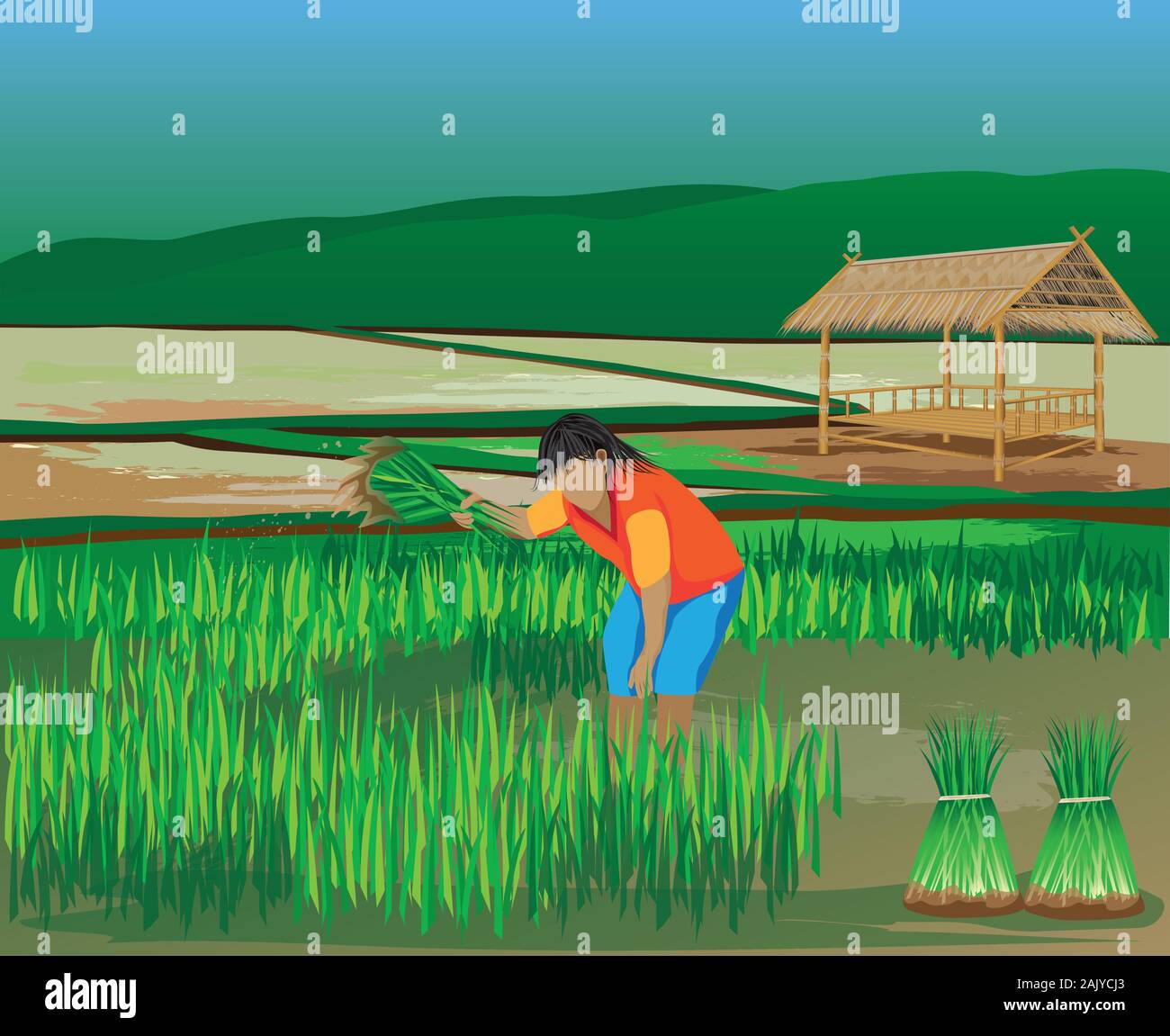 farmer work in paddy field vector design Stock Vector Image & Art - Alamy