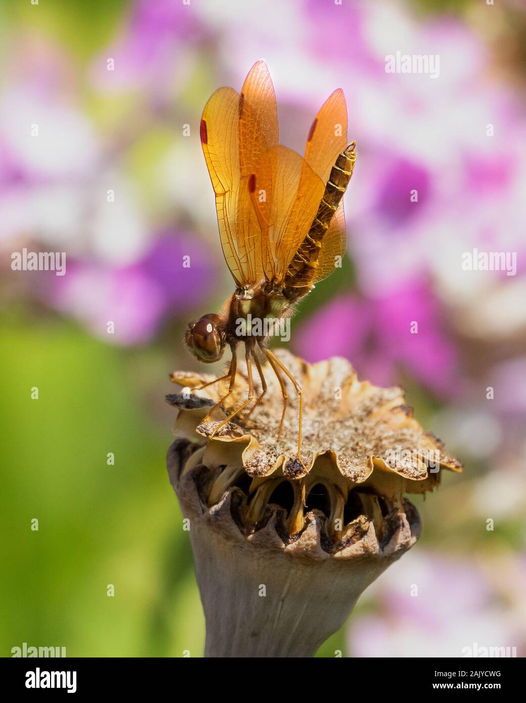 Amber wing dragonfly hi-res stock photography and images - Alamy