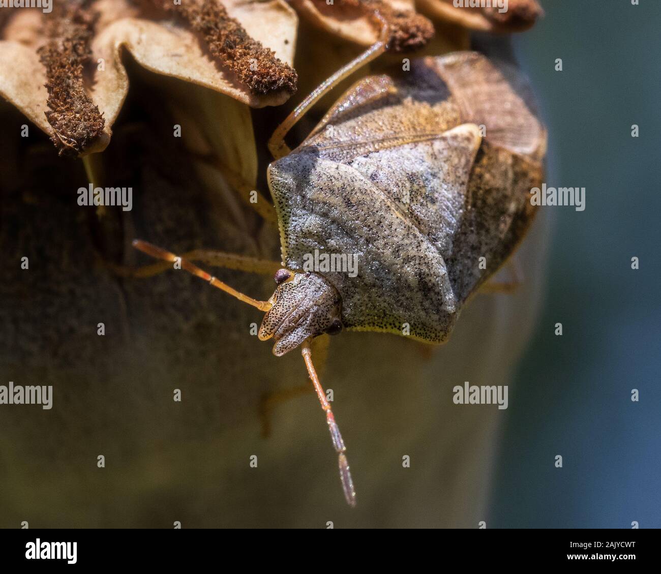 Terrestrial turtle bug extreme close up Stock Photo - Alamy