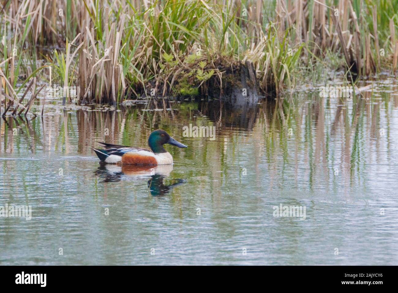 Cattails water duck hi-res stock photography and images - Alamy