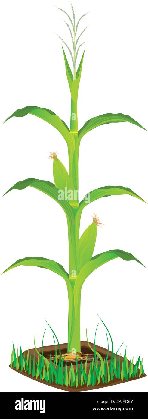 corn plant vector design Stock Vector Image & Art - Alamy