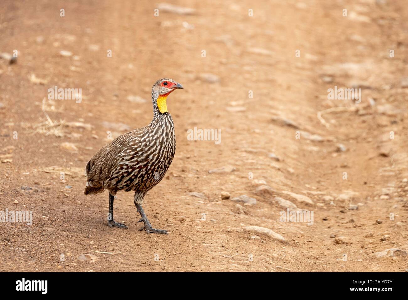 Red necked spur fowl hi-res stock photography and images - Alamy