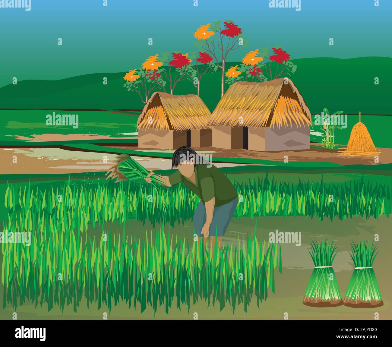 farmer work in paddy field vector design Stock Vector Image & Art - Alamy
