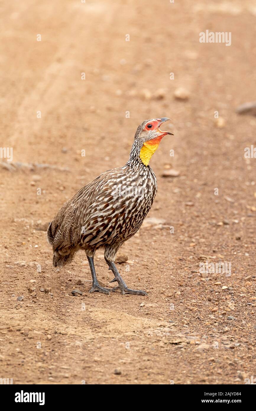 A calling yellow-necked spurfowl, pternistis leucoscepus, on a dirt ...