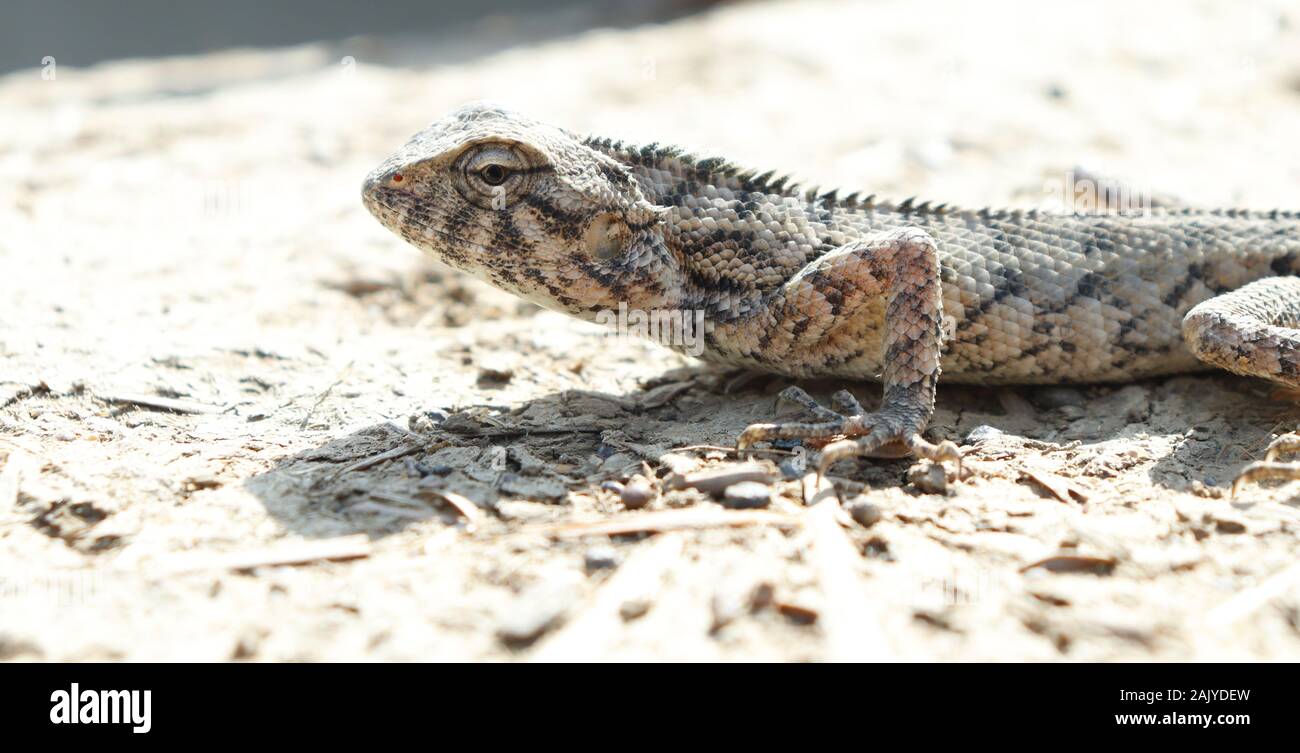 Indian lizard hi-res stock photography and images - Alamy