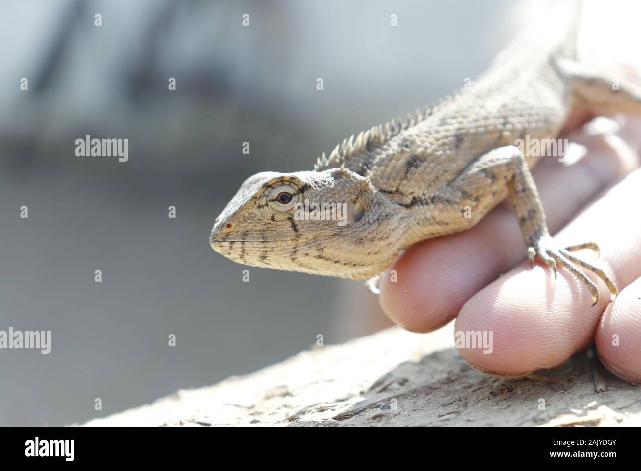 Indian lizard hi-res stock photography and images - Alamy