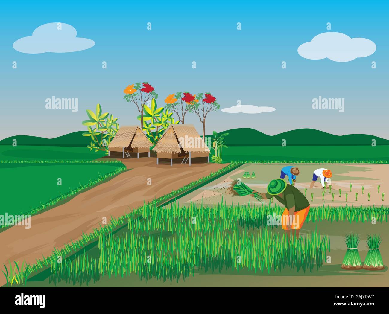 farmer work in paddy field vector design Stock Vector Image & Art - Alamy