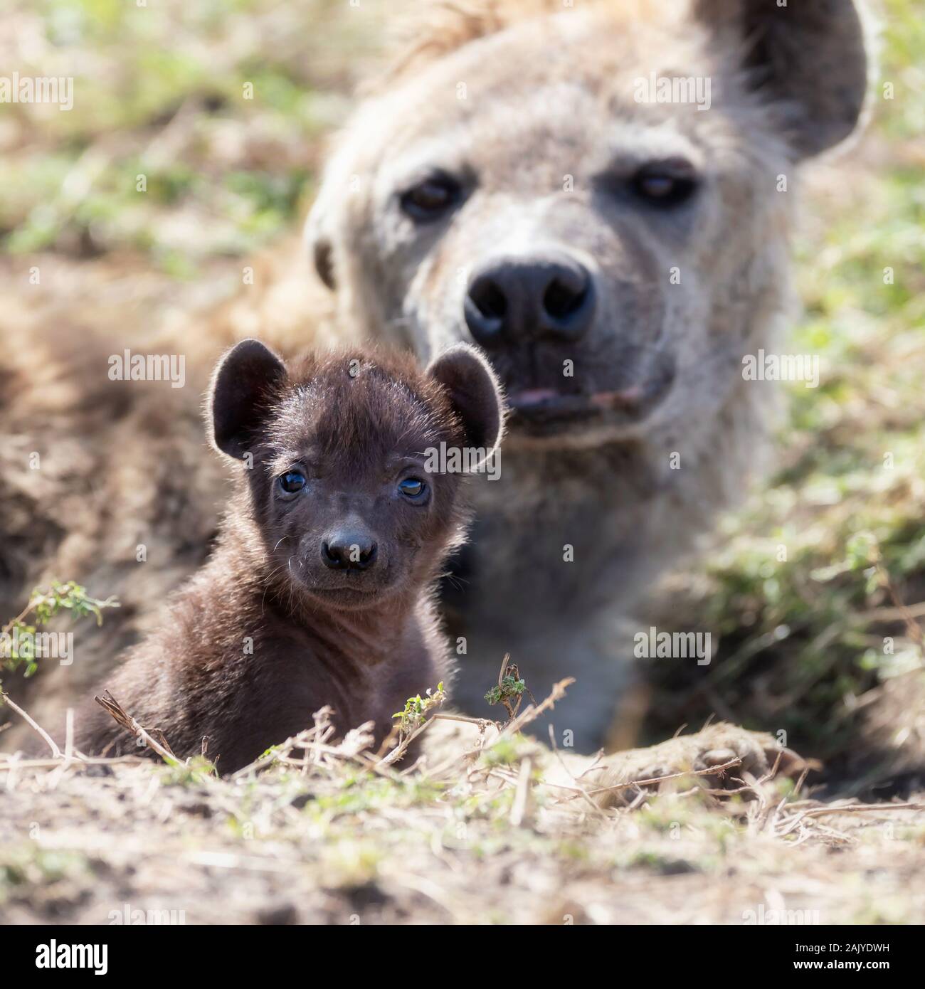 Spotted hyena cub, Crocuta crocuta, emerging from the den with mother ...
