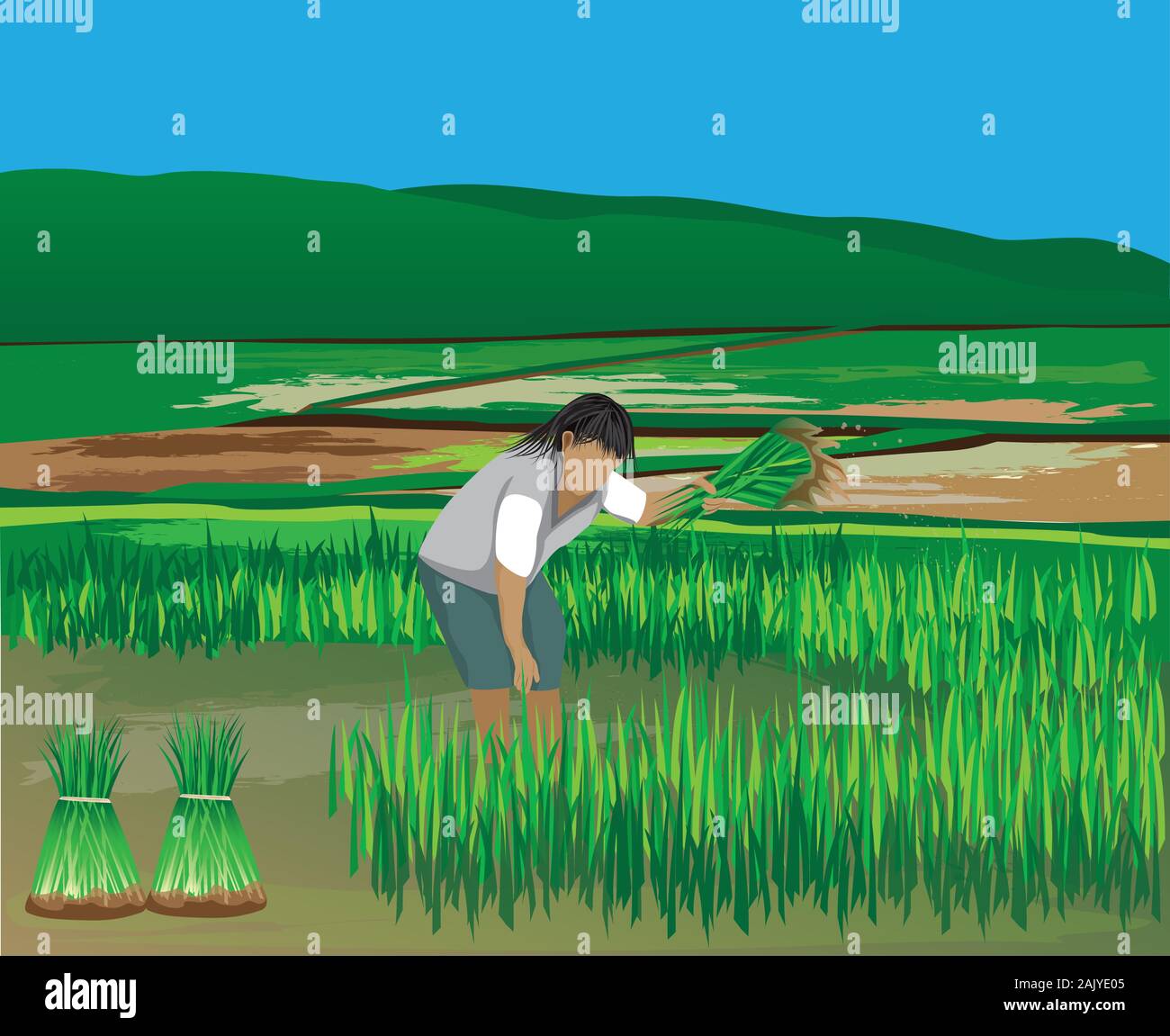 farmer work in paddy field vector design Stock Vector Image & Art - Alamy
