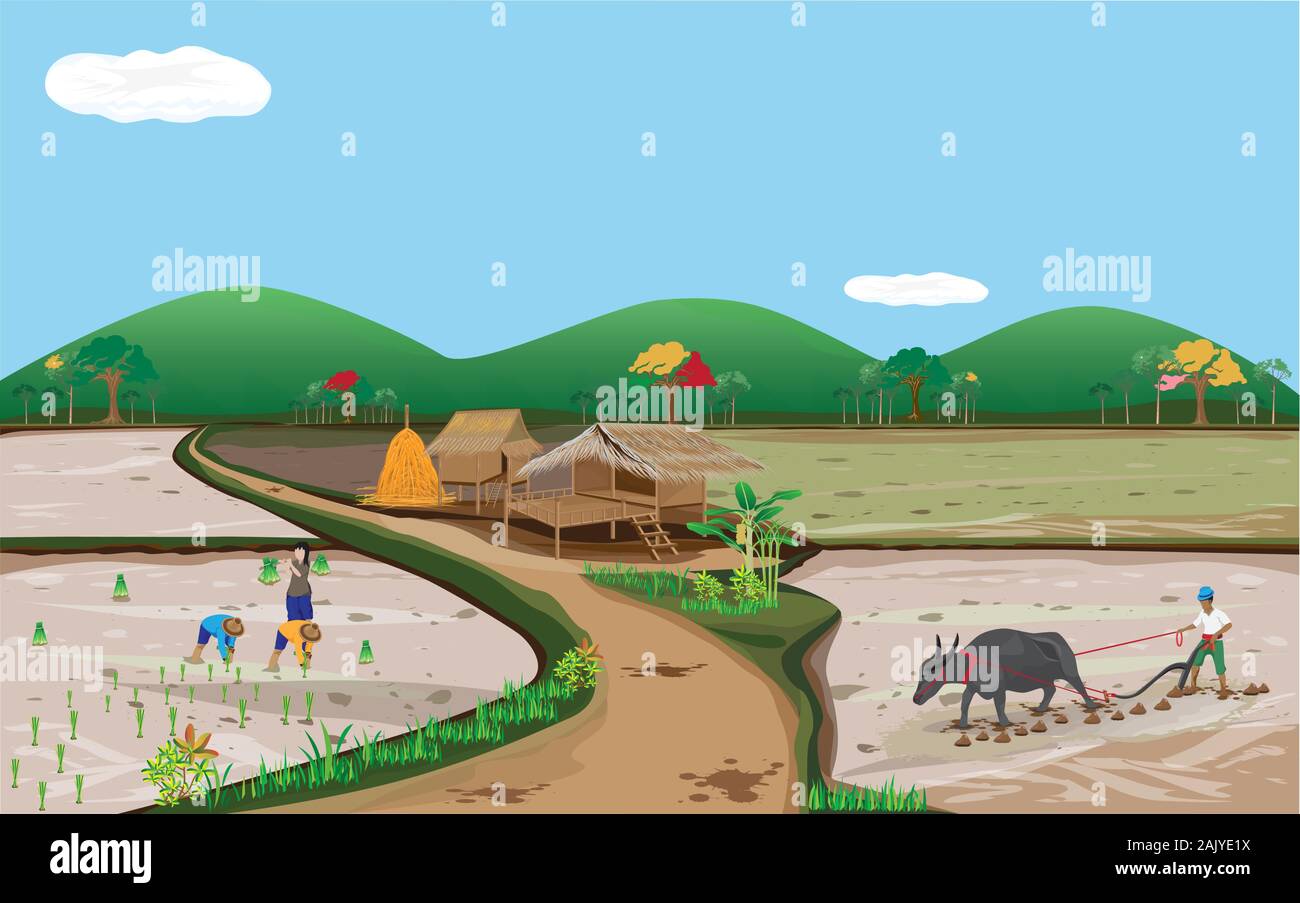 Man work rice field Stock Vector Images - Alamy