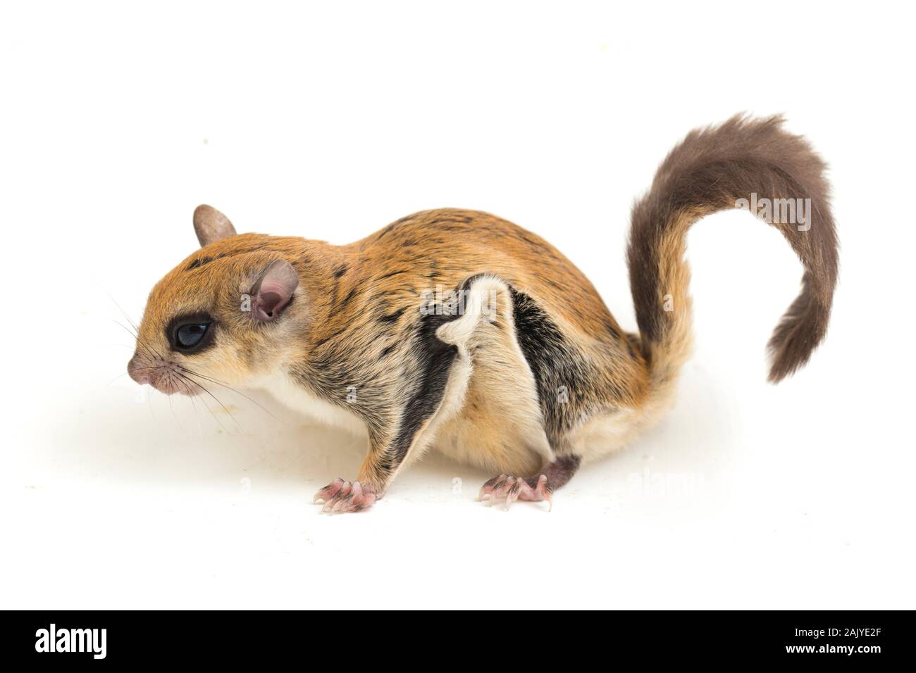 The Javanese flying squirrel (Iomys horsfieldii) is a species of rodent ...