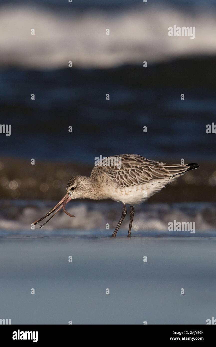 Bar-tailed Godwit (Limosa lapponica Stock Photo - Alamy