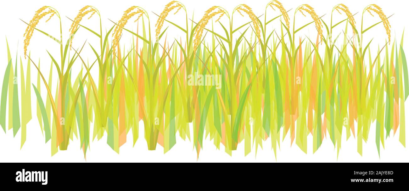 isolated rice plant vector design Stock Vector Image & Art - Alamy
