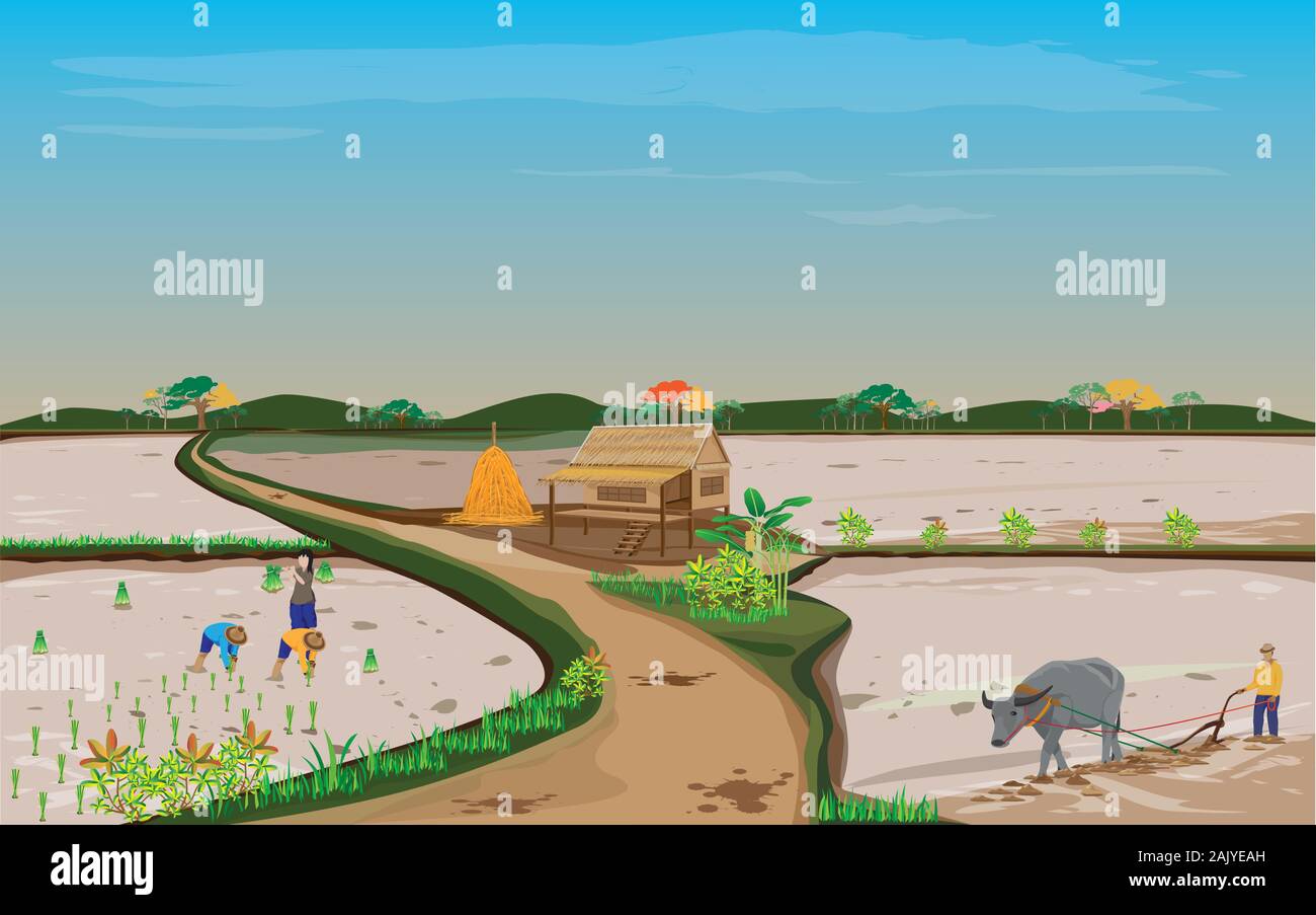 Man work rice field Stock Vector Images - Alamy