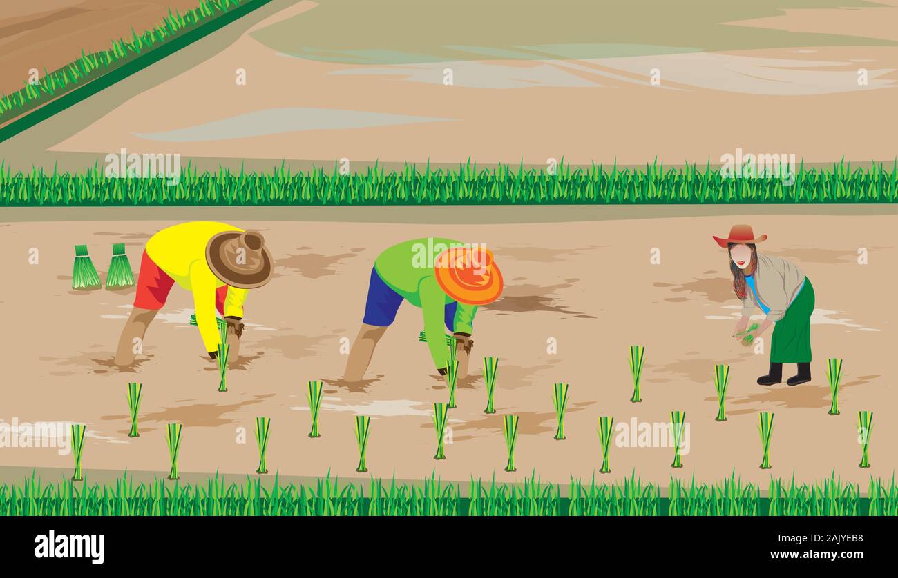 Man work rice field Stock Vector Images - Alamy