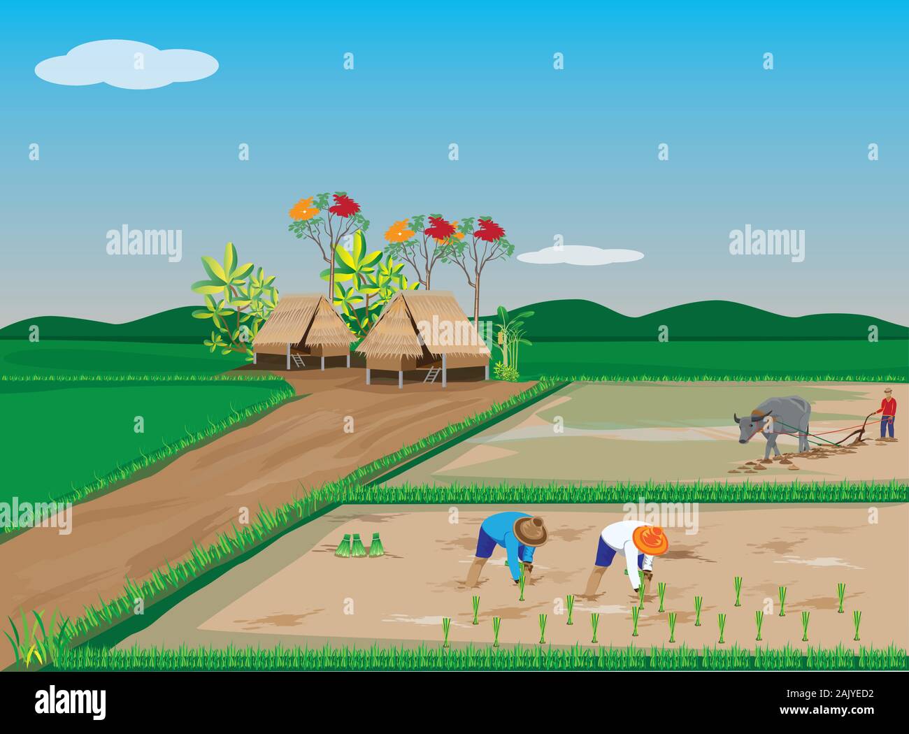 Man in rice field Stock Vector Images - Alamy