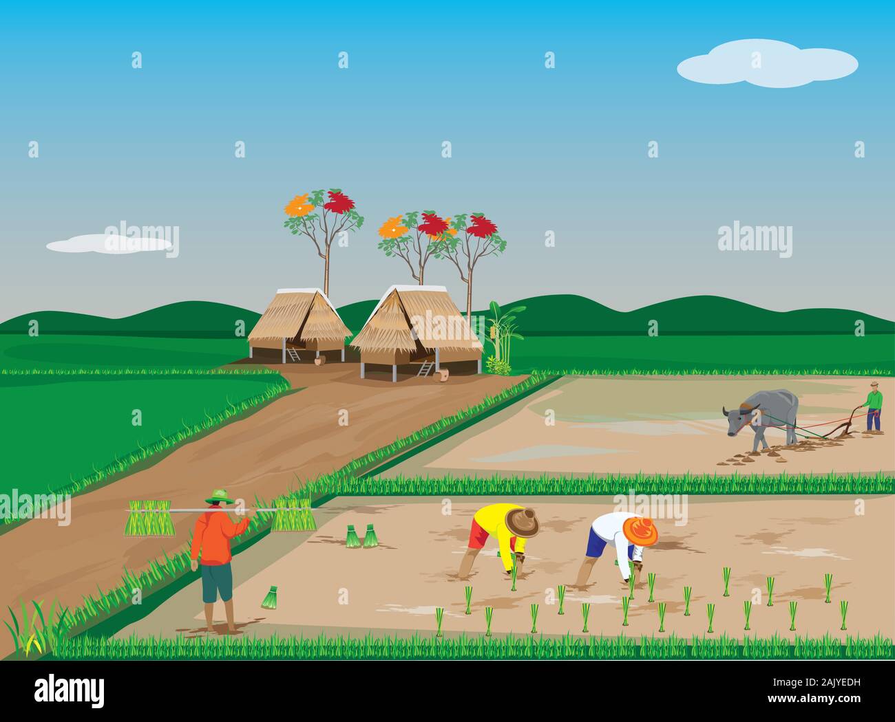 farmer work in paddy field vector design Stock Vector Image & Art - Alamy