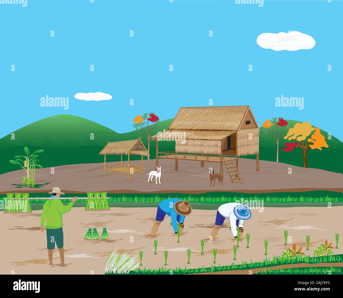 farmer transplant rice seeding in paddy field vector design Stock ...