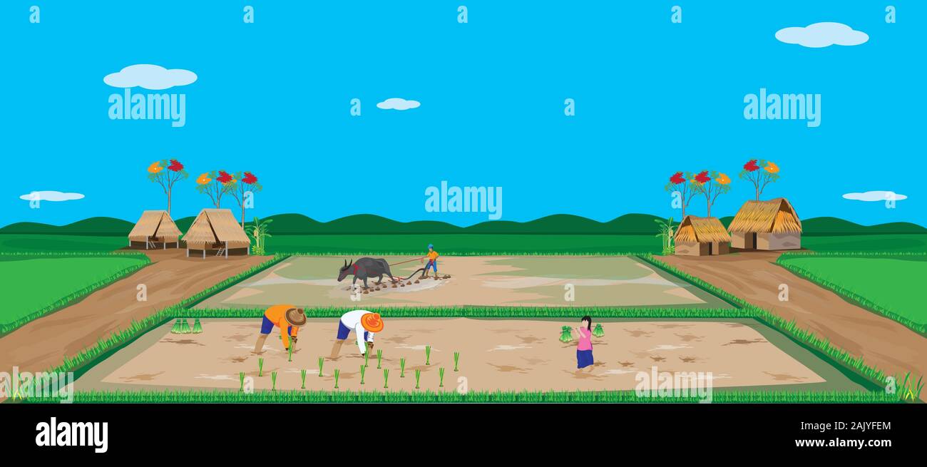 farmer work in paddy field vector design Stock Vector Image & Art - Alamy