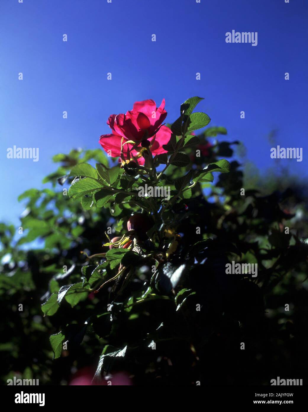 Rose garden blue sky hi-res stock photography and images - Alamy