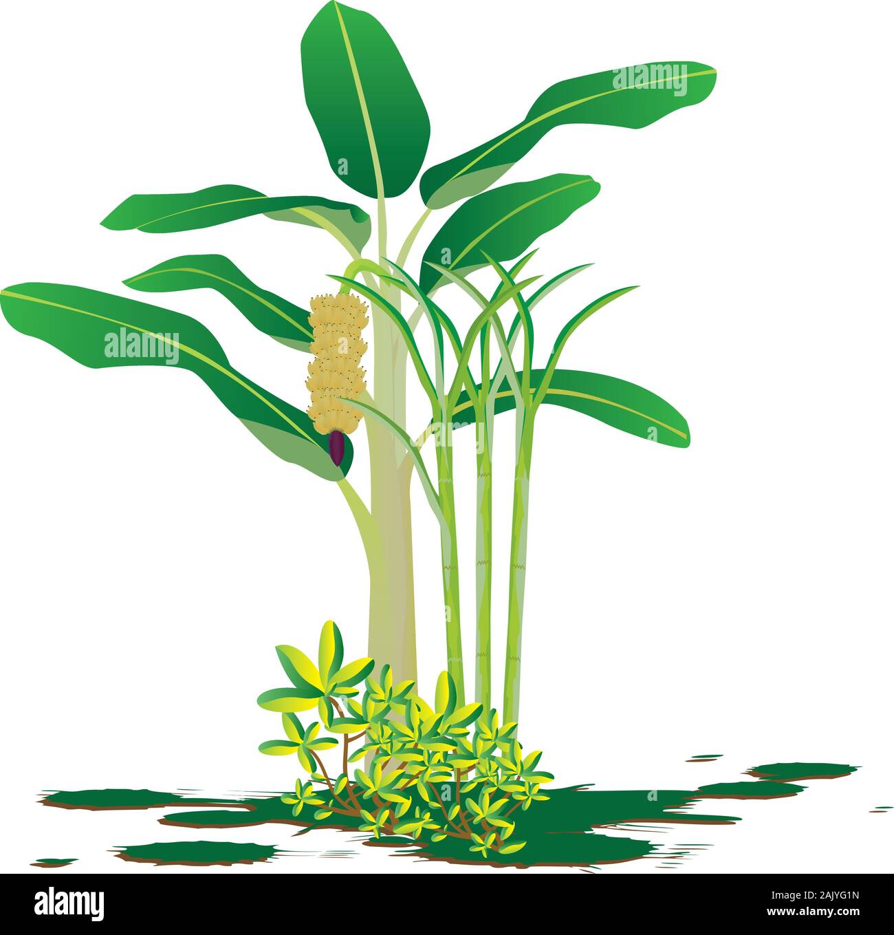 banana and sugar cane plant vector design Stock Vector Image & Art - Alamy